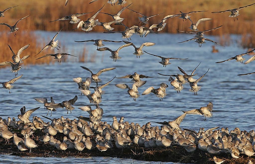 The Elmley Conservation Story | Elmley Nature Reserve